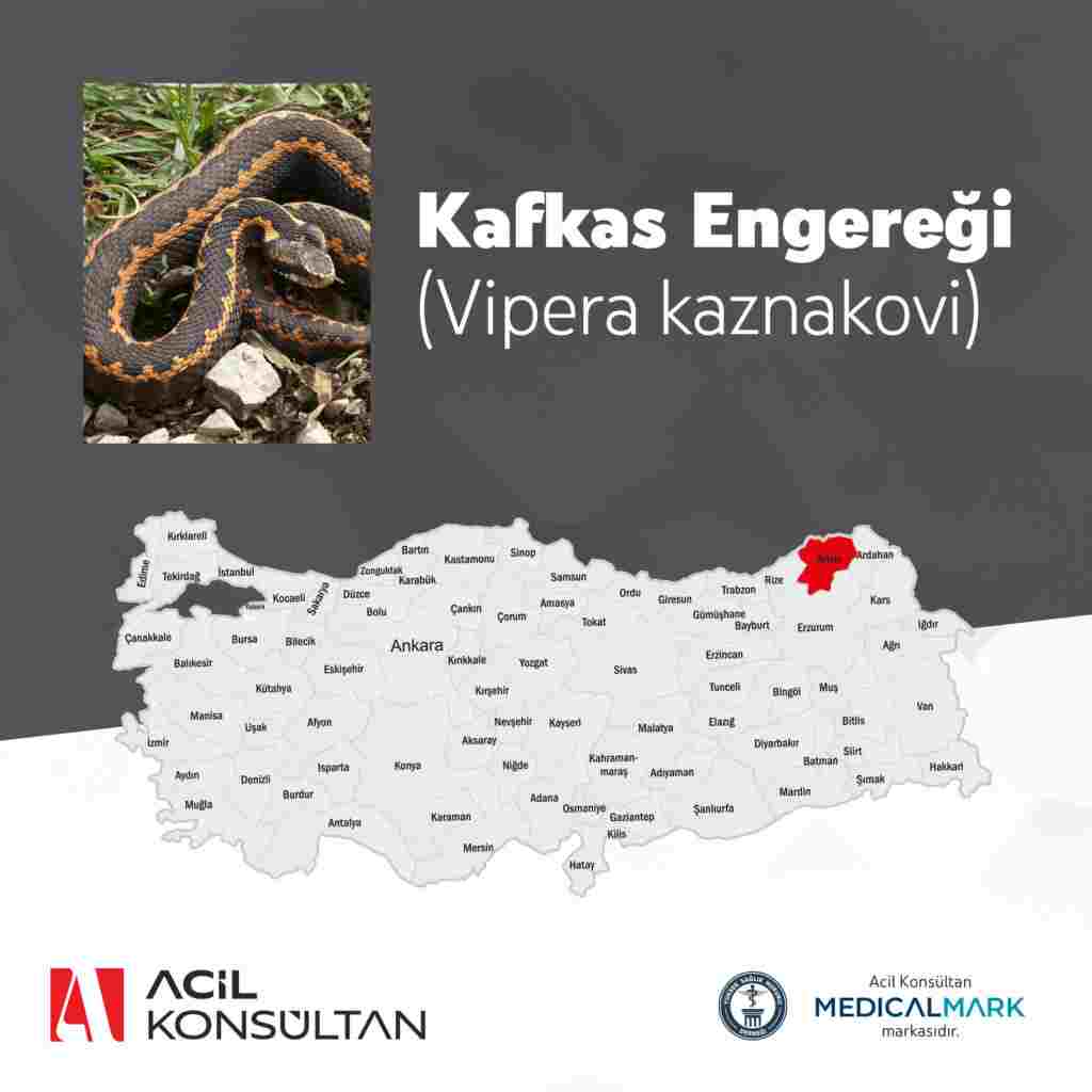 Türkiye'deki Zehirli Yılanlar - Acil Konsültan