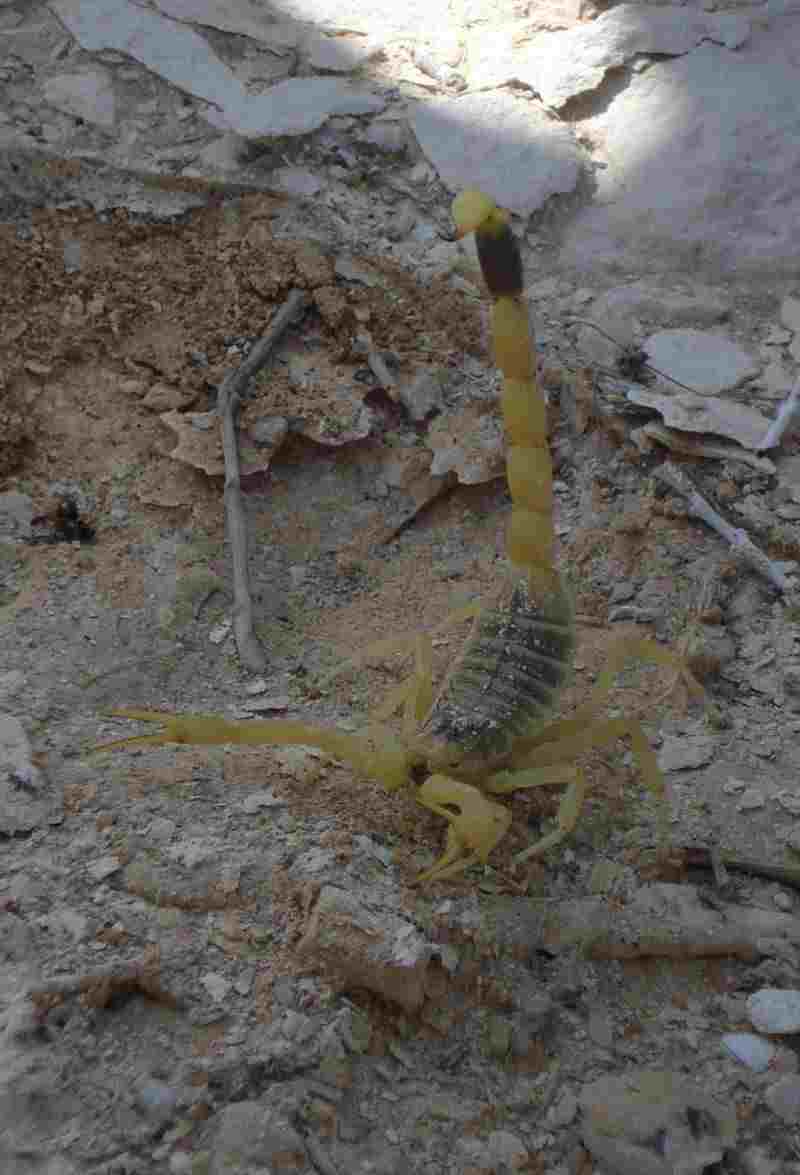 Akrep Sokmalarına Acil Yaklaşım - Acil Konsültan